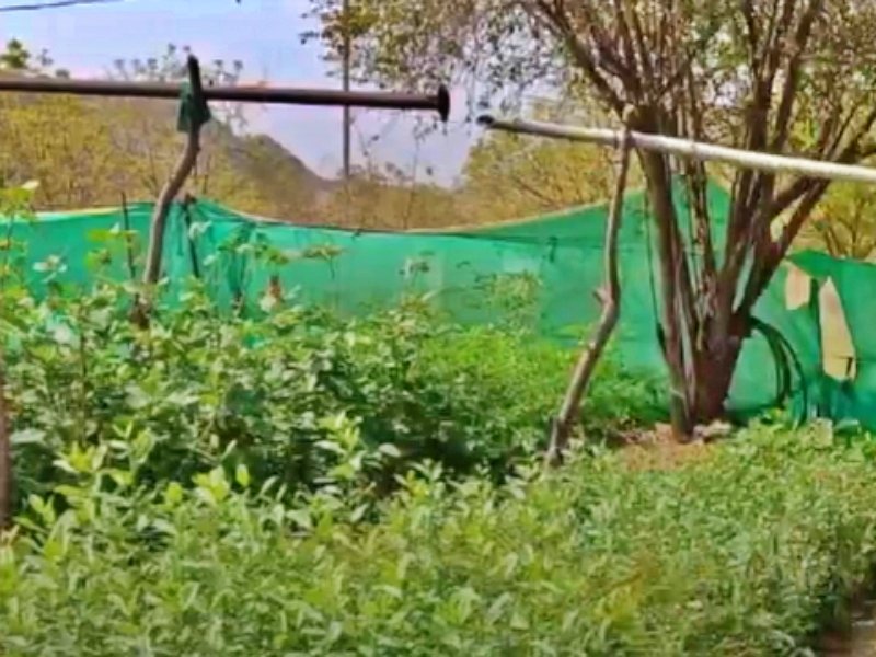 UP to observe ‘Seva Parv’ from Sep 17 to Oct 2; over 15 lakh saplings ...