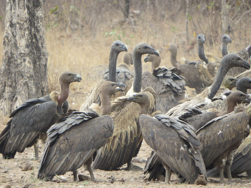 Vultures provide ecosystem services worth 1.8 billion USD annually in ...